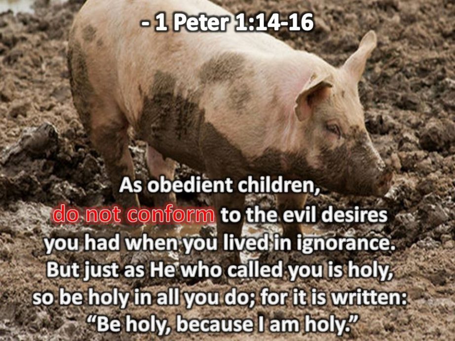 1 Peter – Scripture Picture
